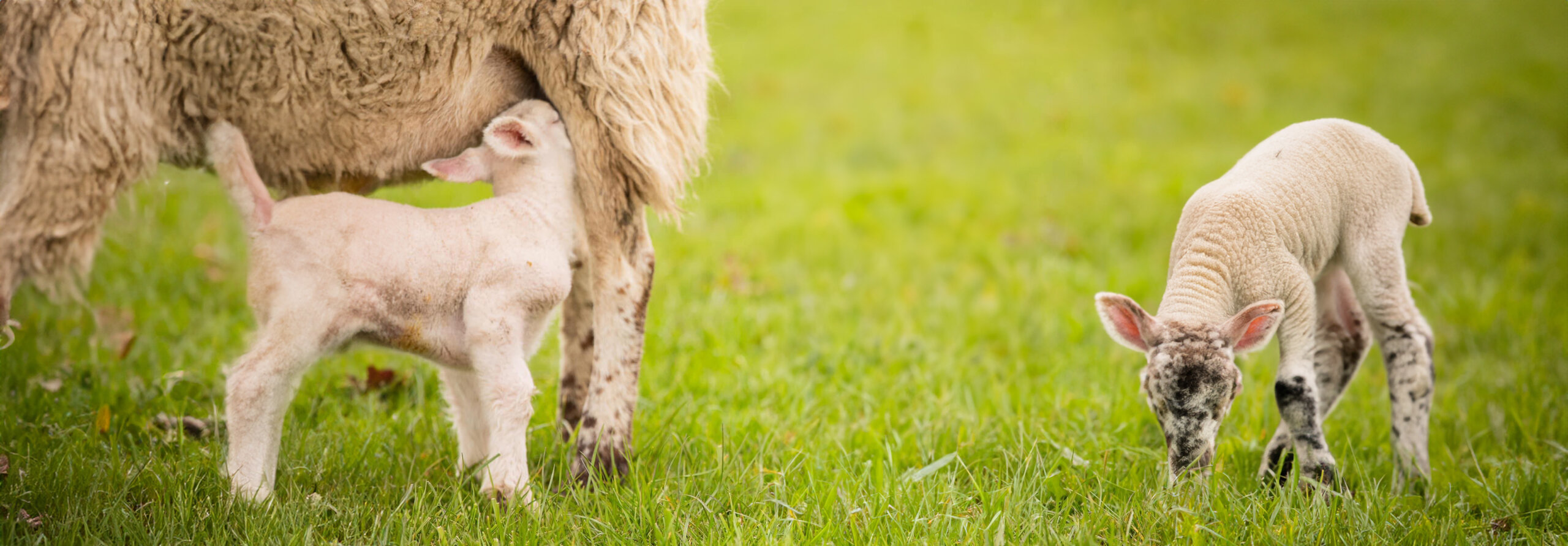 Lambing Live | Pye Ash Farm